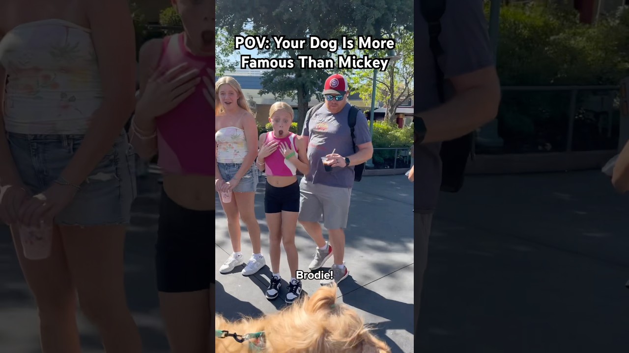 People reacting to my famous dog at Disney World! #goldendoodle # ...