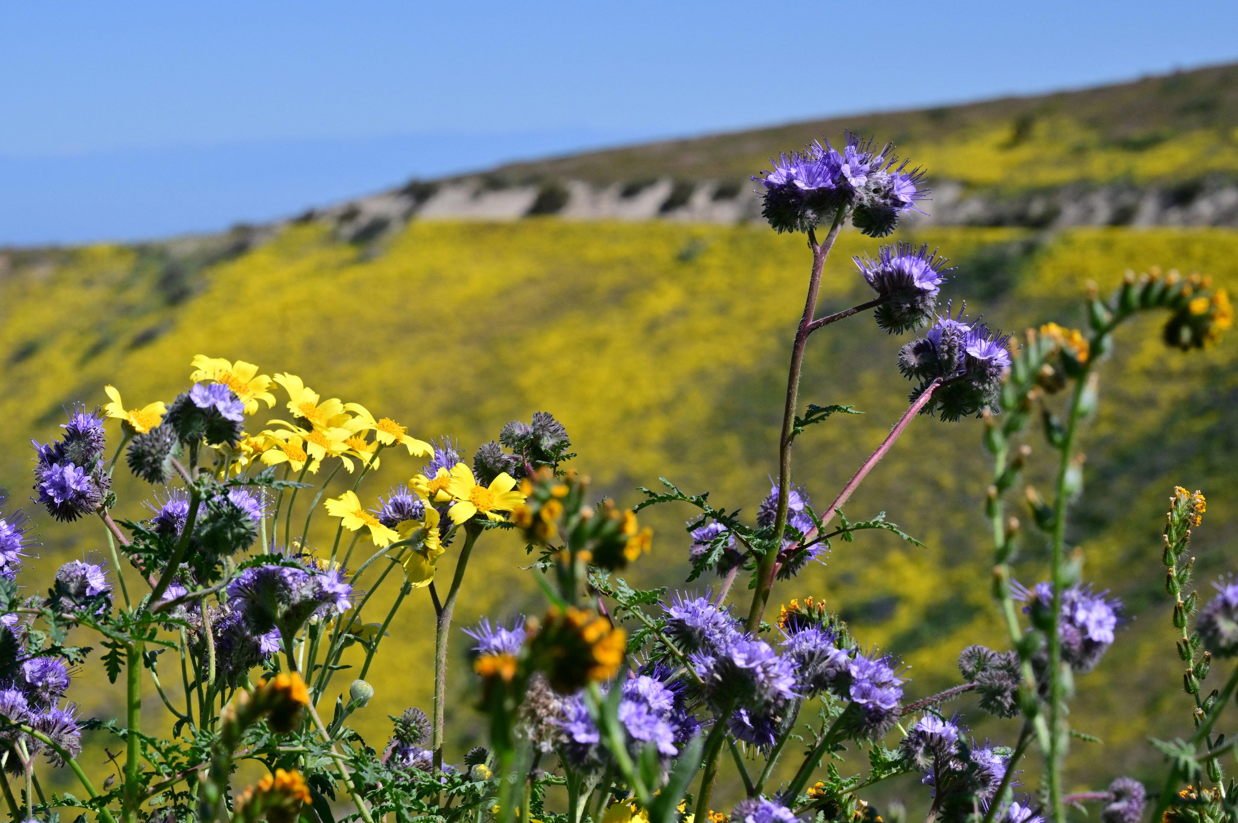 Once-in-a-decade superbloom underway in California's Death Valley