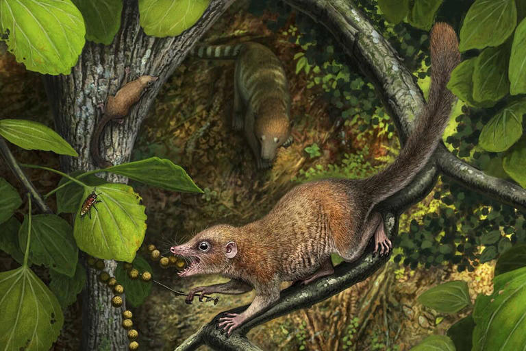 The tiny, shrew-like primate ancestor that survived the dinosaur ...