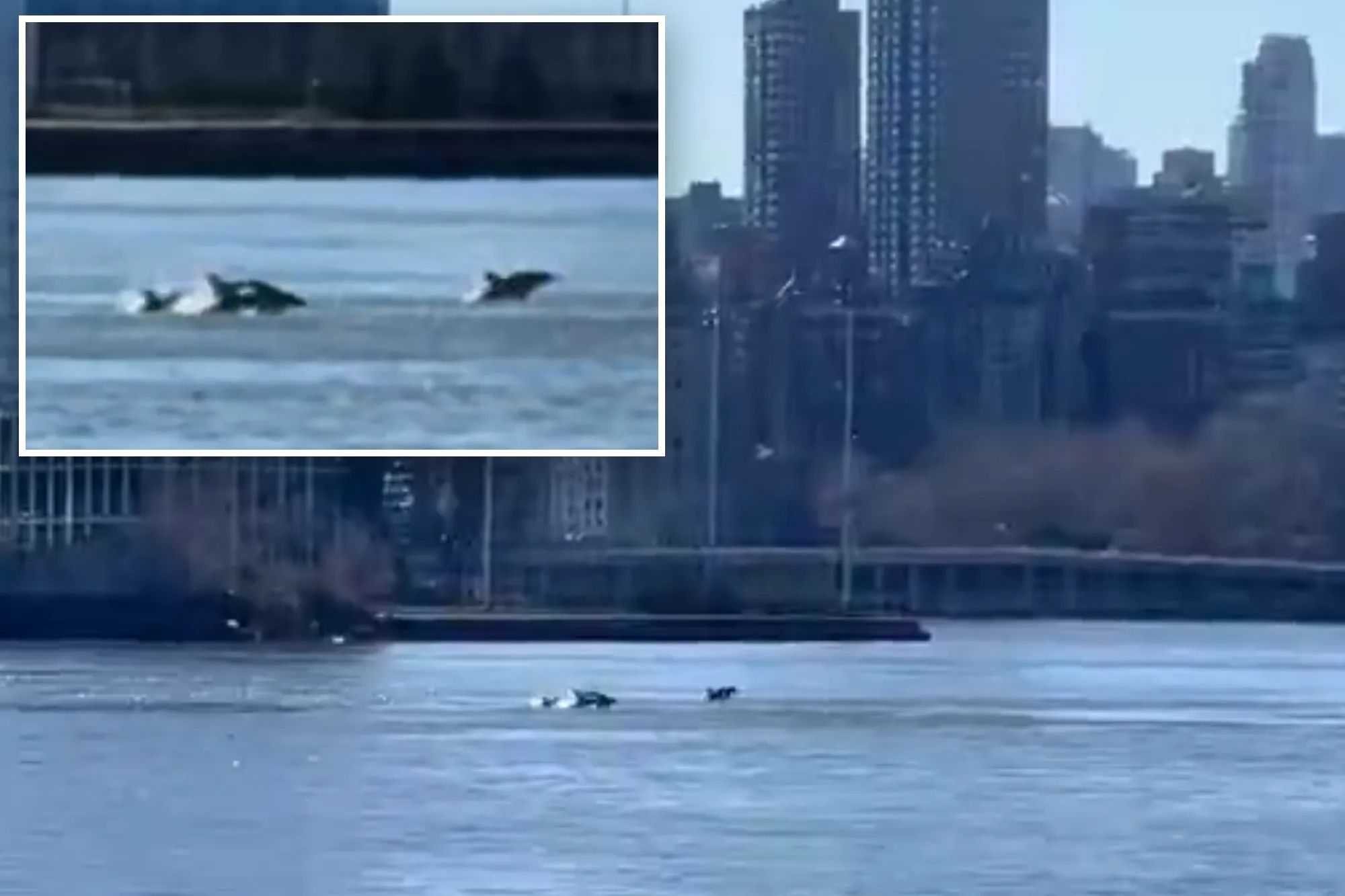 Pod of dolphins turn NYC’s East River into playground — leaving experts ...