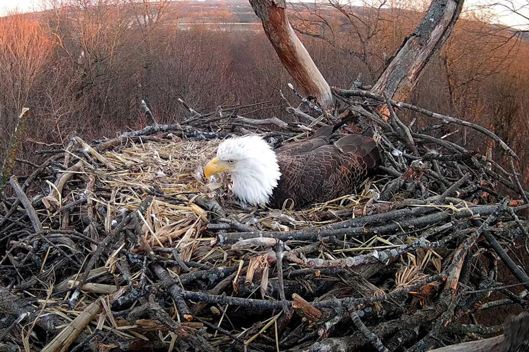 Hanover bald eaglets eaten by intruding male eagle, ending nest season
