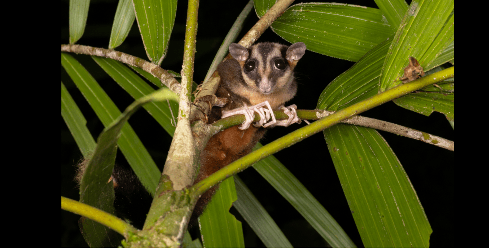 Two marsupials thought extinct for 7,000 years found alive in New Guinea