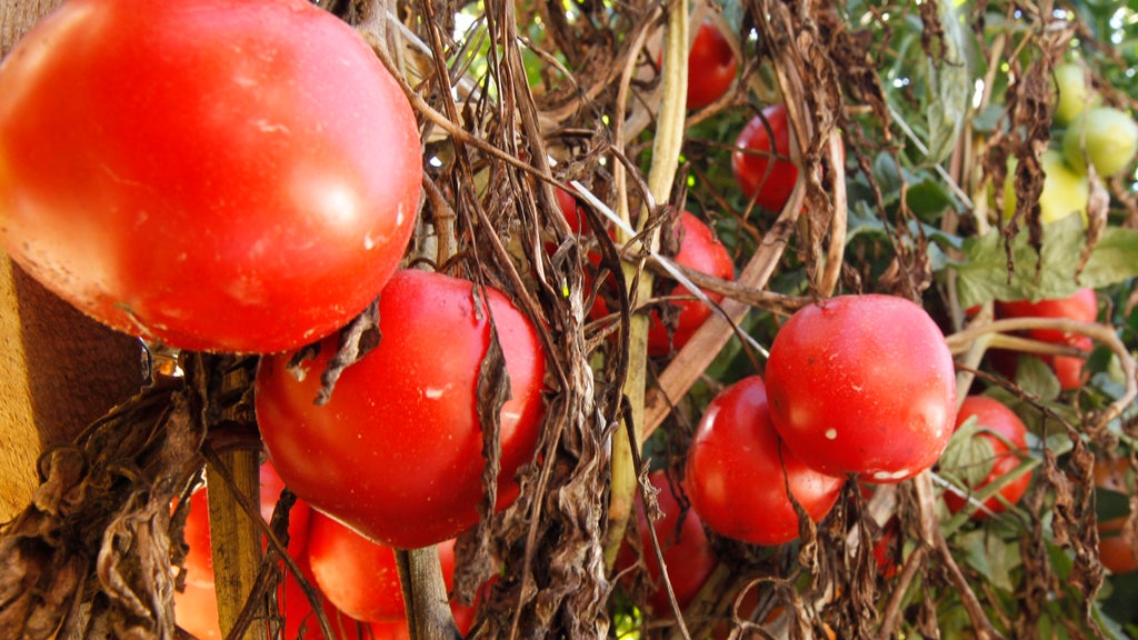 Over $531 million in federal aid announced for Georgia farmers impacted ...