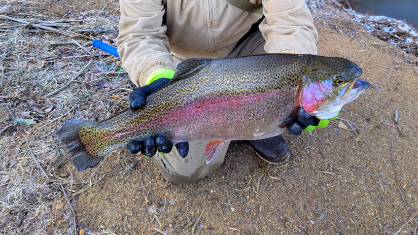 Public invited to watch rainbow trout sampling at Naples Creek