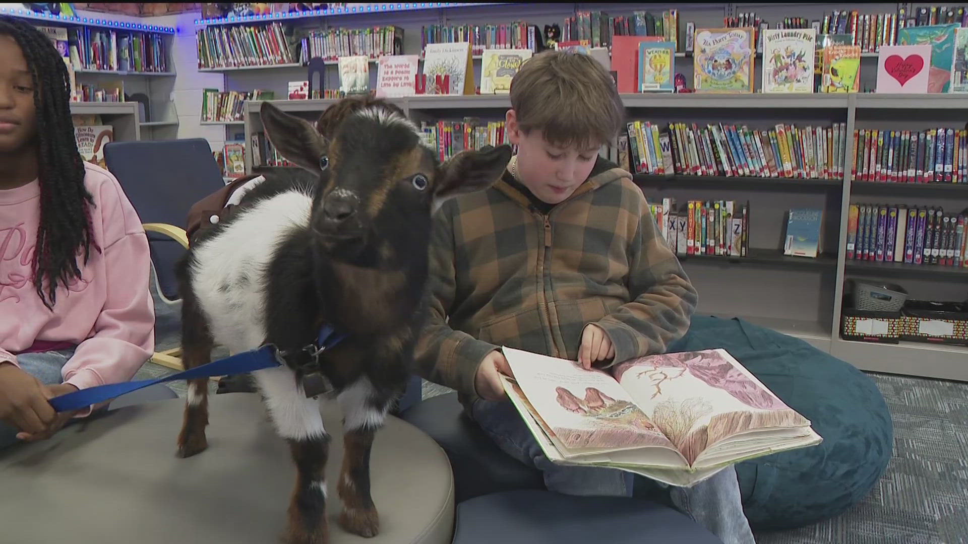 Meet the goats helping kids build confidence in reading