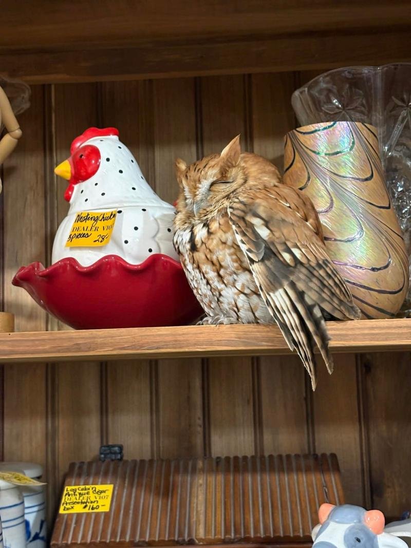 Look: Owl found napping on antique store shelf in New York