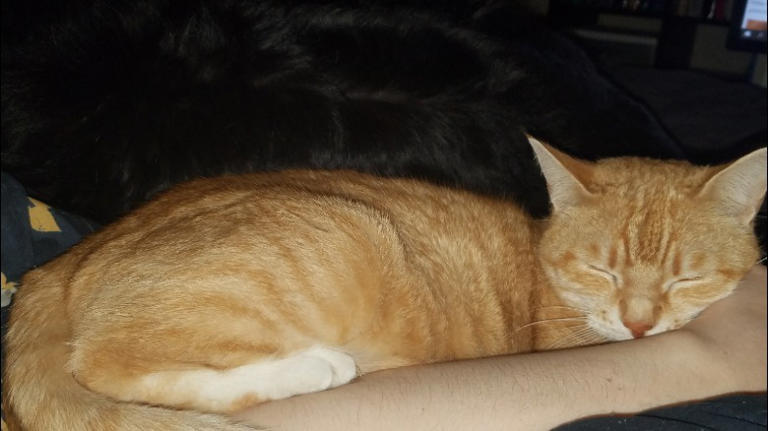 16 things cat owners never want to hear