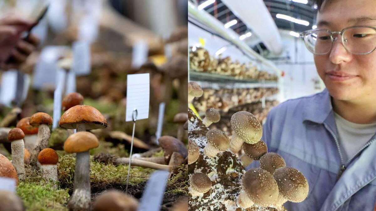 Trees and their symbiotic relationships with fungi