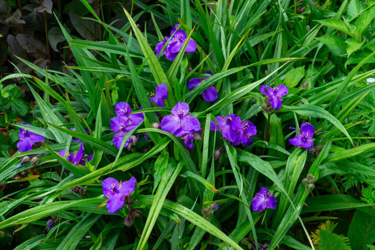 Got a shady garden? These 15 perennials thrive in it