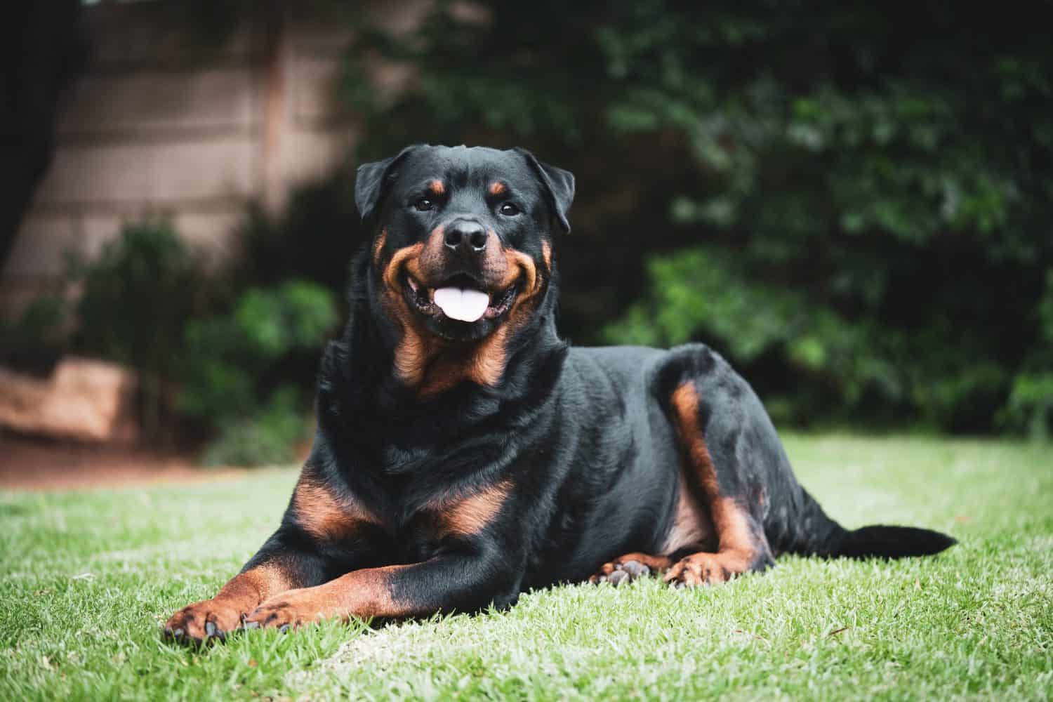 Rottweilers as family dogs: 6 essential points