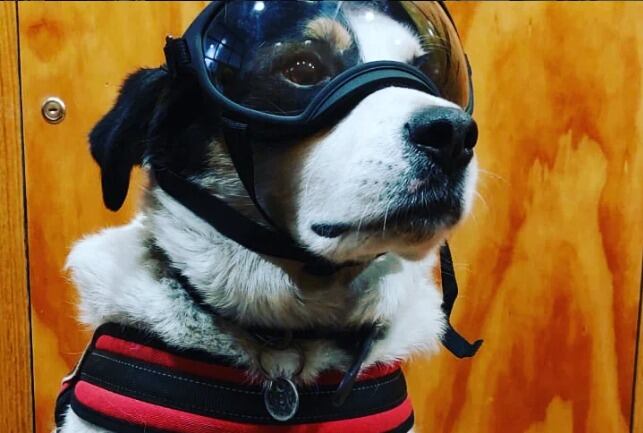 La historia de Copón, el perrito callejero que se convirtió en bombero