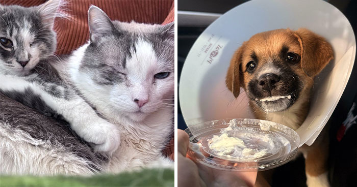 83 heartwarming photos of adopted pets discovering home