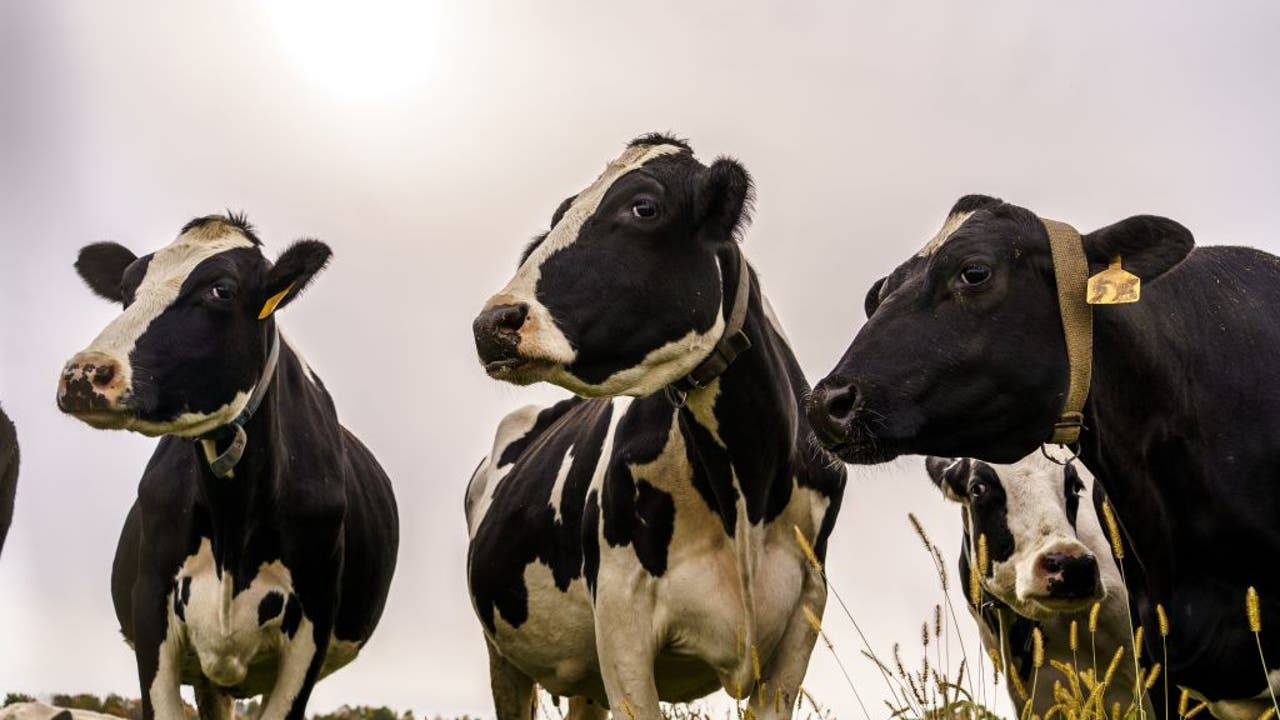 Dozens of cows loose after truck crash in Frederick County
