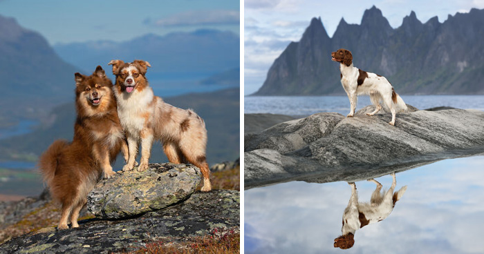 24 photos of dogs captured above the Arctic Circle