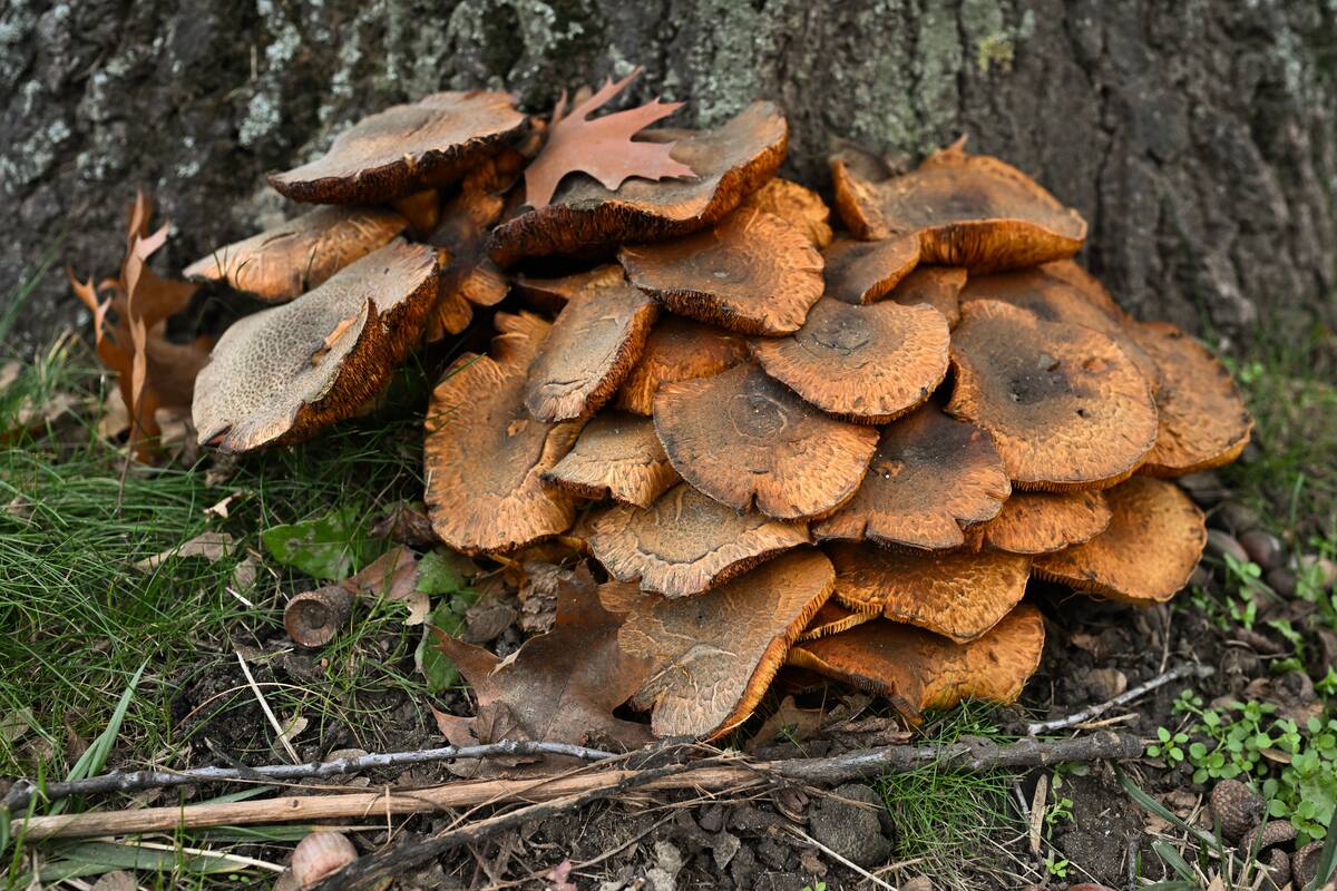Trees and their symbiotic relationships with fungi