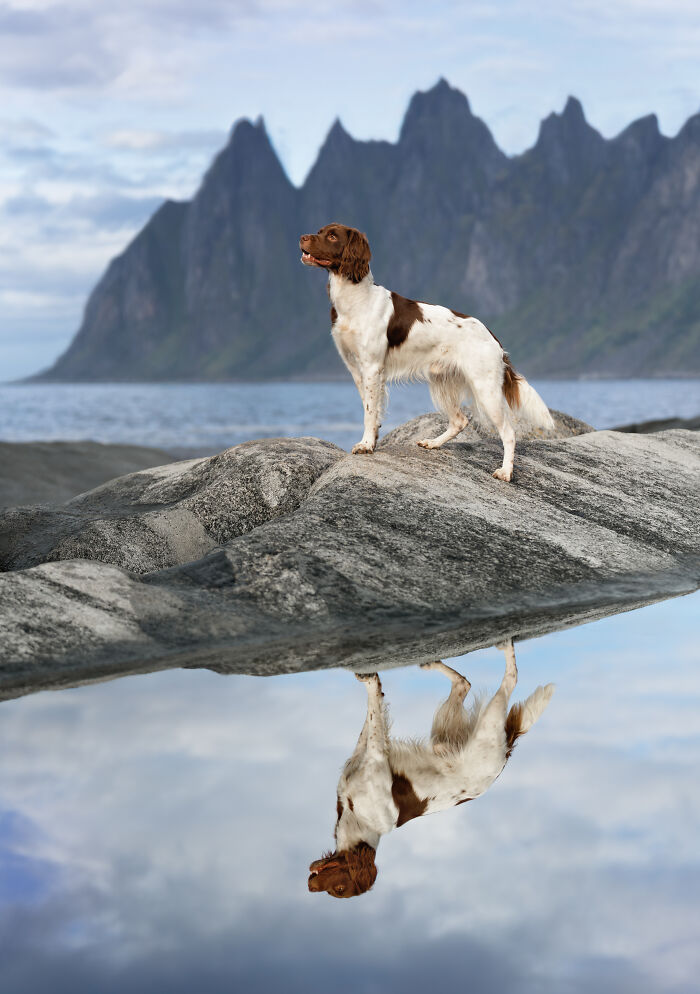 24 photos of dogs captured above the Arctic Circle