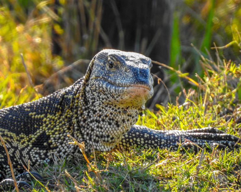 Invasive Nile monitor lizards spreading across South Florida