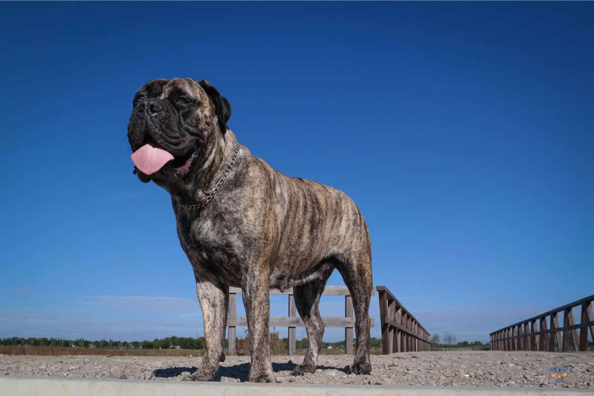 Love big dogs? Meet 11 gentle giants you’ll want to hug forever