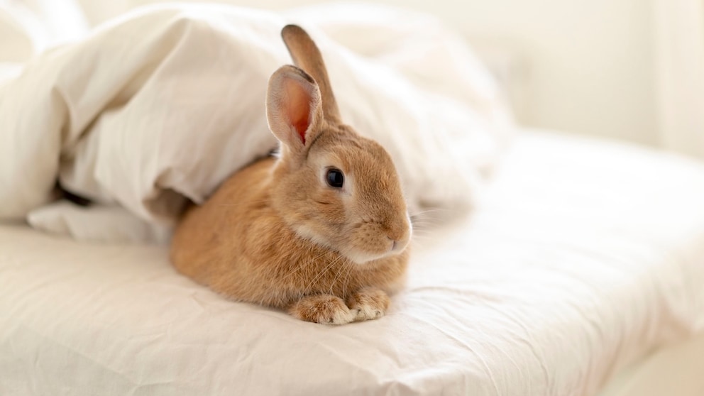 What rabbit ear positions mean