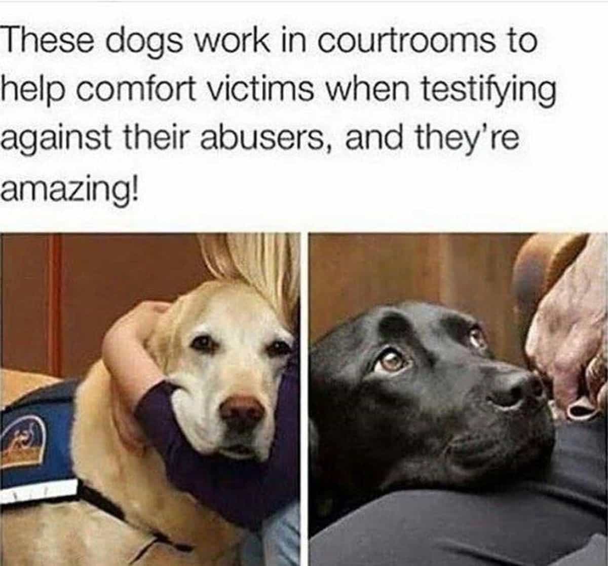 Wholesome memes that will make you smile