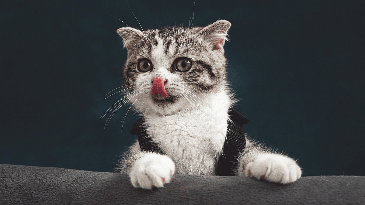 9 signs your cat considers you part of its family