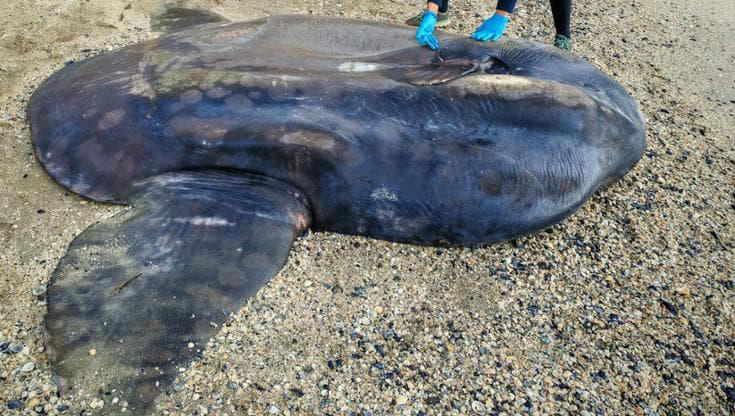 Raro e incredibile esemplare di pesce luna spiaggiato a Marina di Ravenna