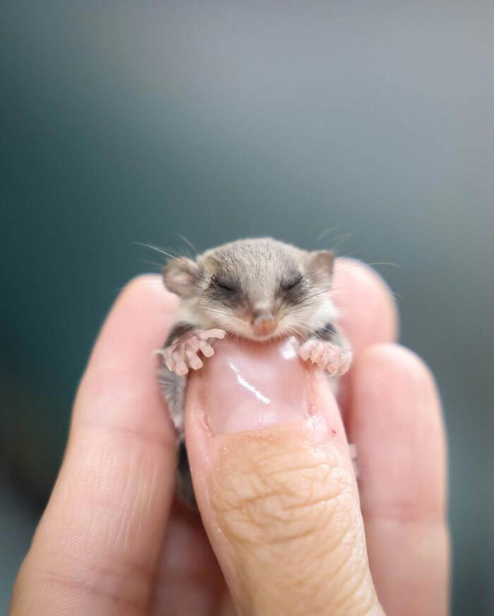 Wildlife warriors in action: 53 animals being saved