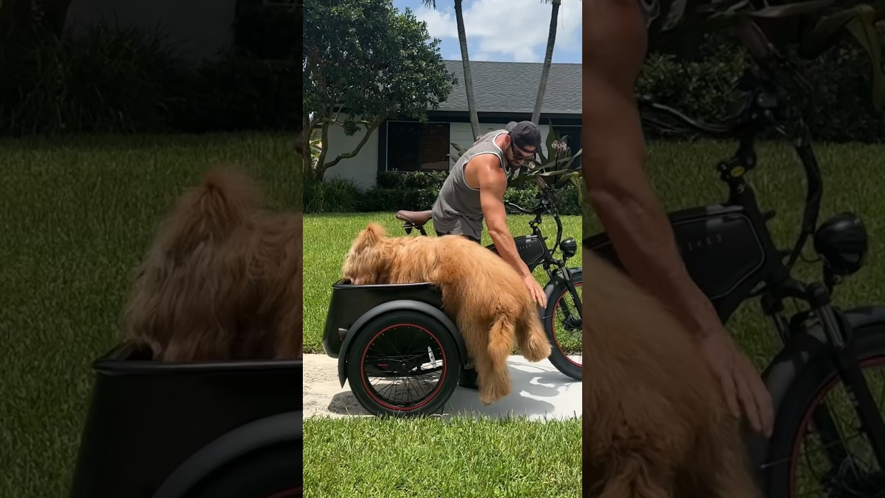 My dog tries a side-car for the first time! #goldendoodle #dogdad #sidecar