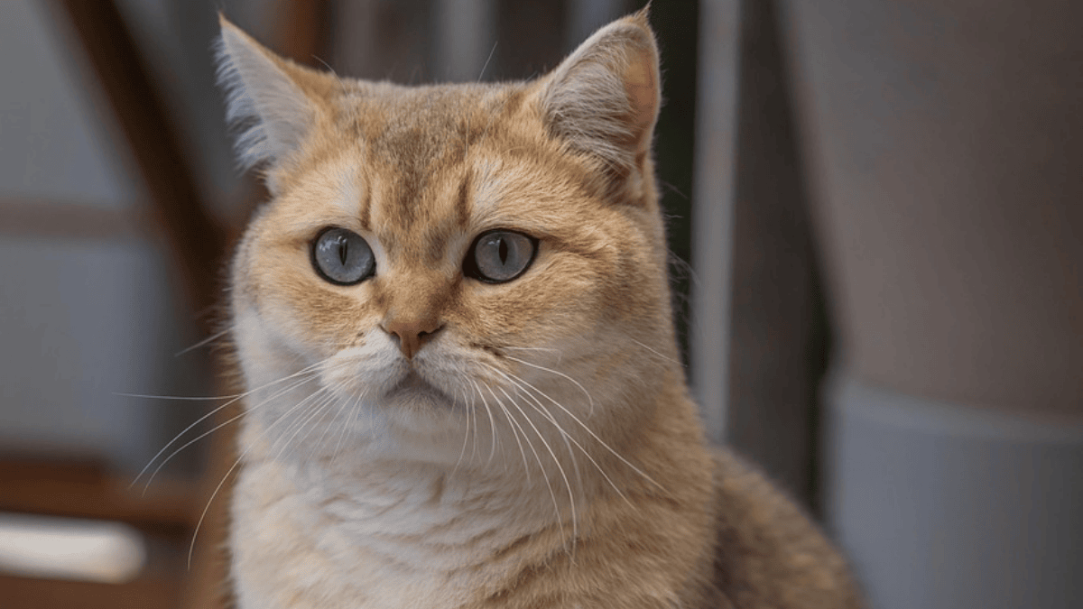 Your cat tells you "I love you" every day in the strangest way and you ...