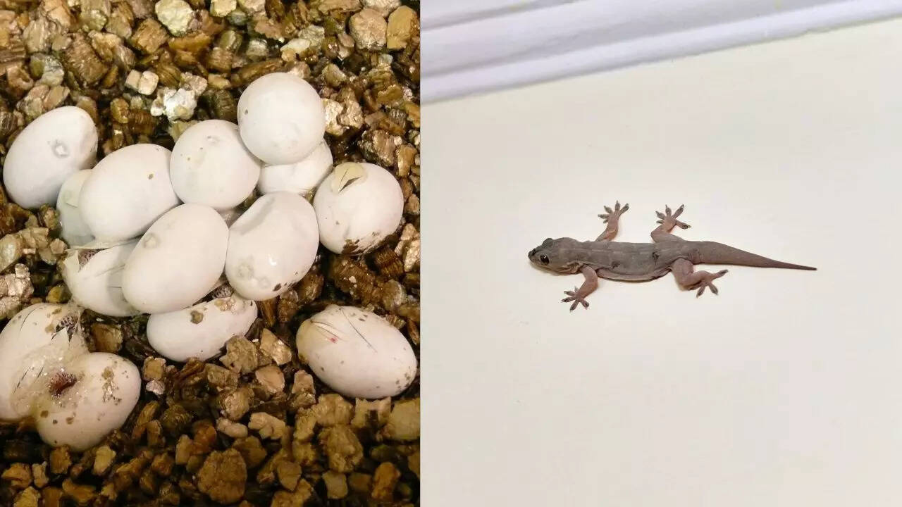 Where do house lizards lay eggs inside homes: The secret hiding spots ...