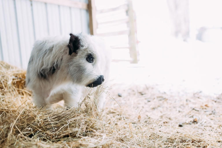Meet the adorable dwarf calf from Hammer Ranch that everyone is talking ...