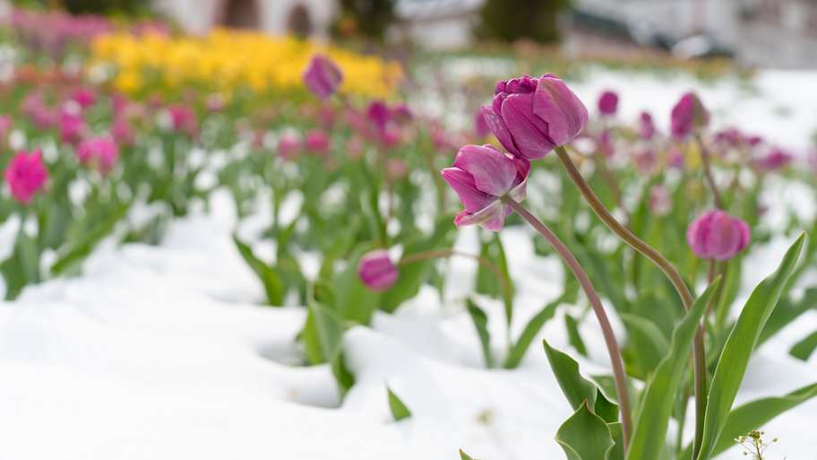 Why everyone is talking about the "fake spring" meme and what it means