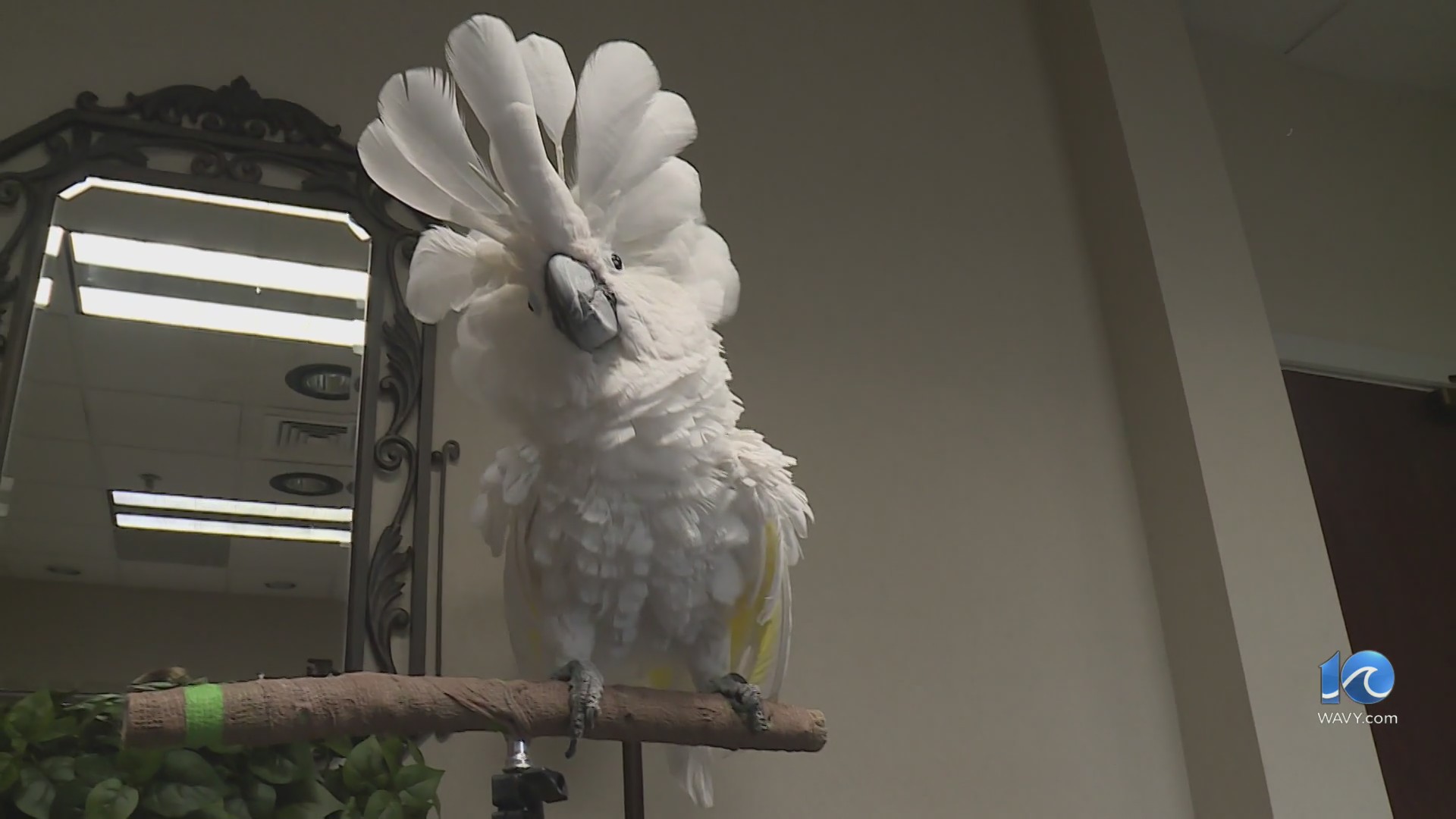 Therapy bird contender for therapy pet of the year