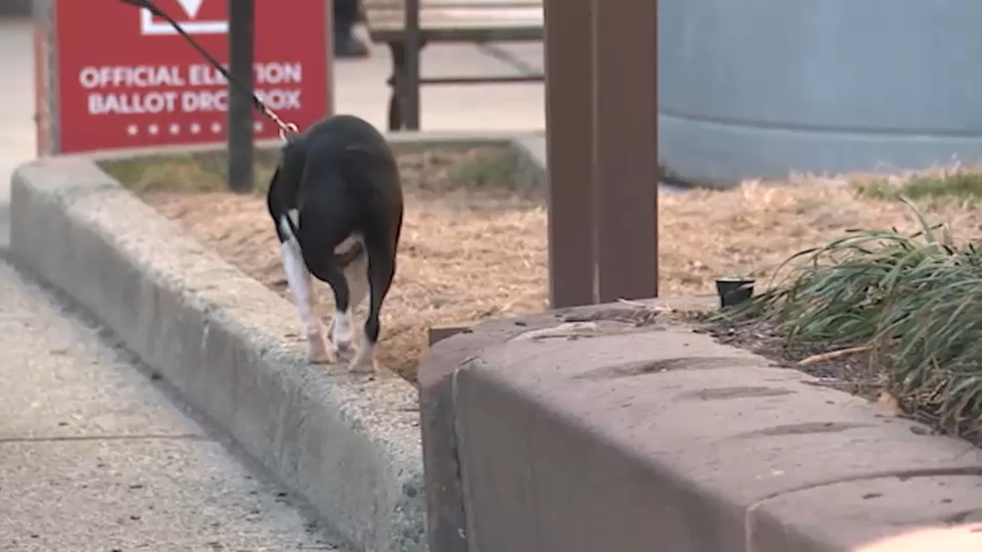 Hoboken mayor takes to social media to address dog waste cleanup issue