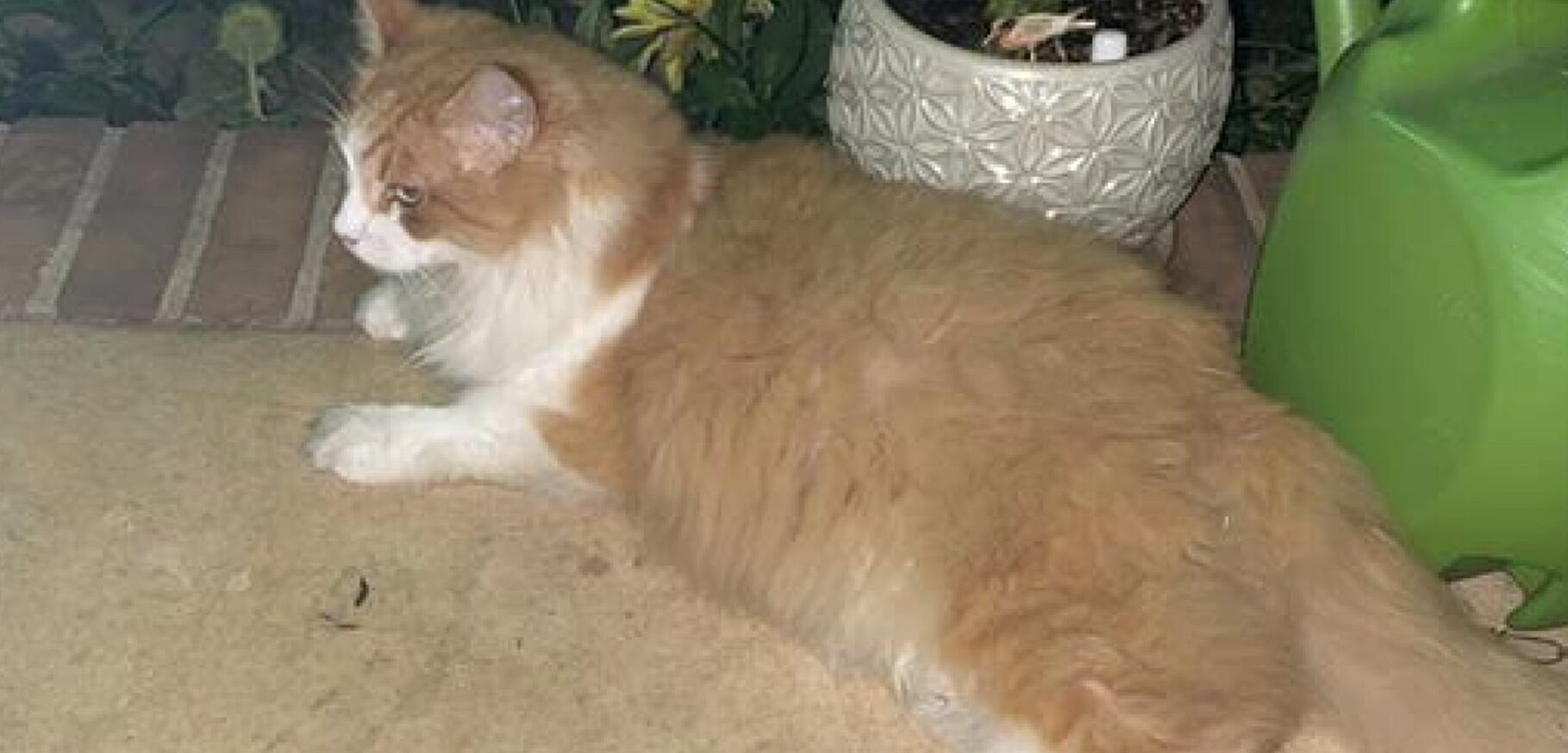 Justice for Ginger: Greer woman’s cat allegedly stolen, tortured and ...