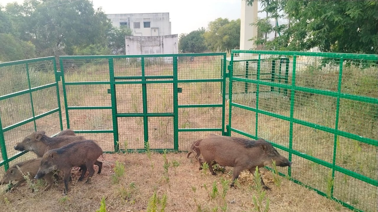 Feral pig menace: Iron cages to be placed in five blocks in Thoothukudi ...