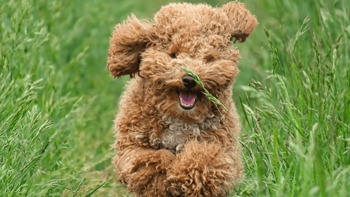 These 8 canine behaviors can reveal true devotion to their owners