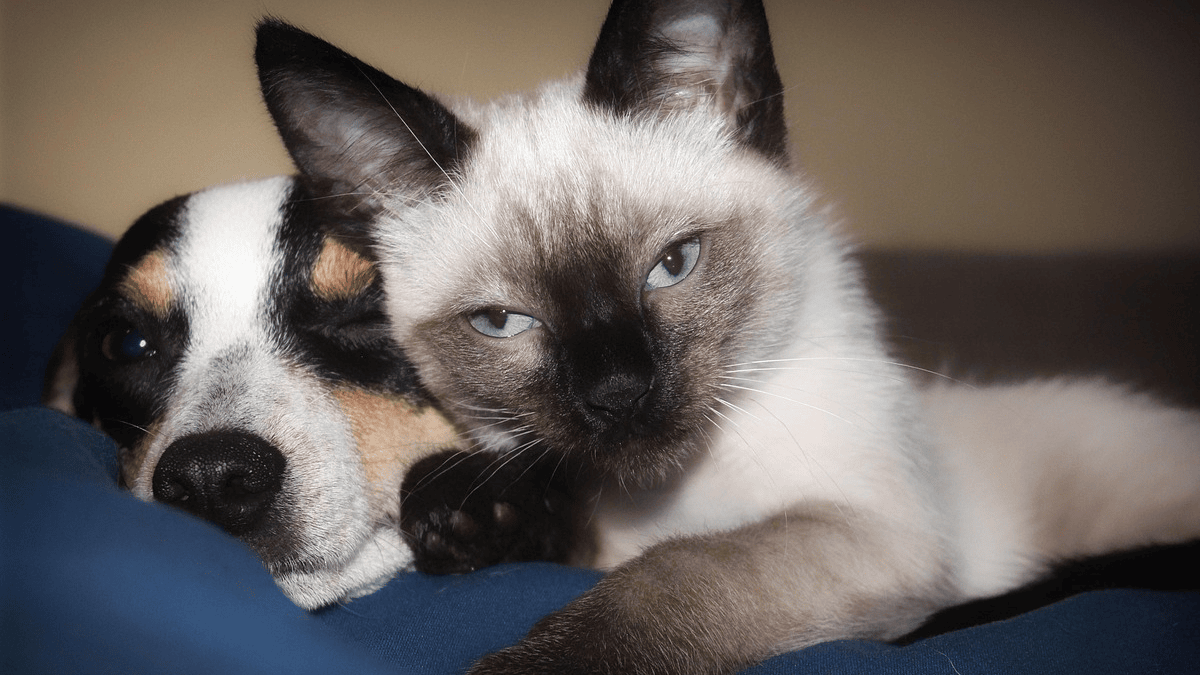 What does the way you care for your pet say about your personality?