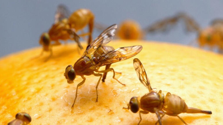 CDFA declares new quarantine area after finding Mexican fruit flies in ...