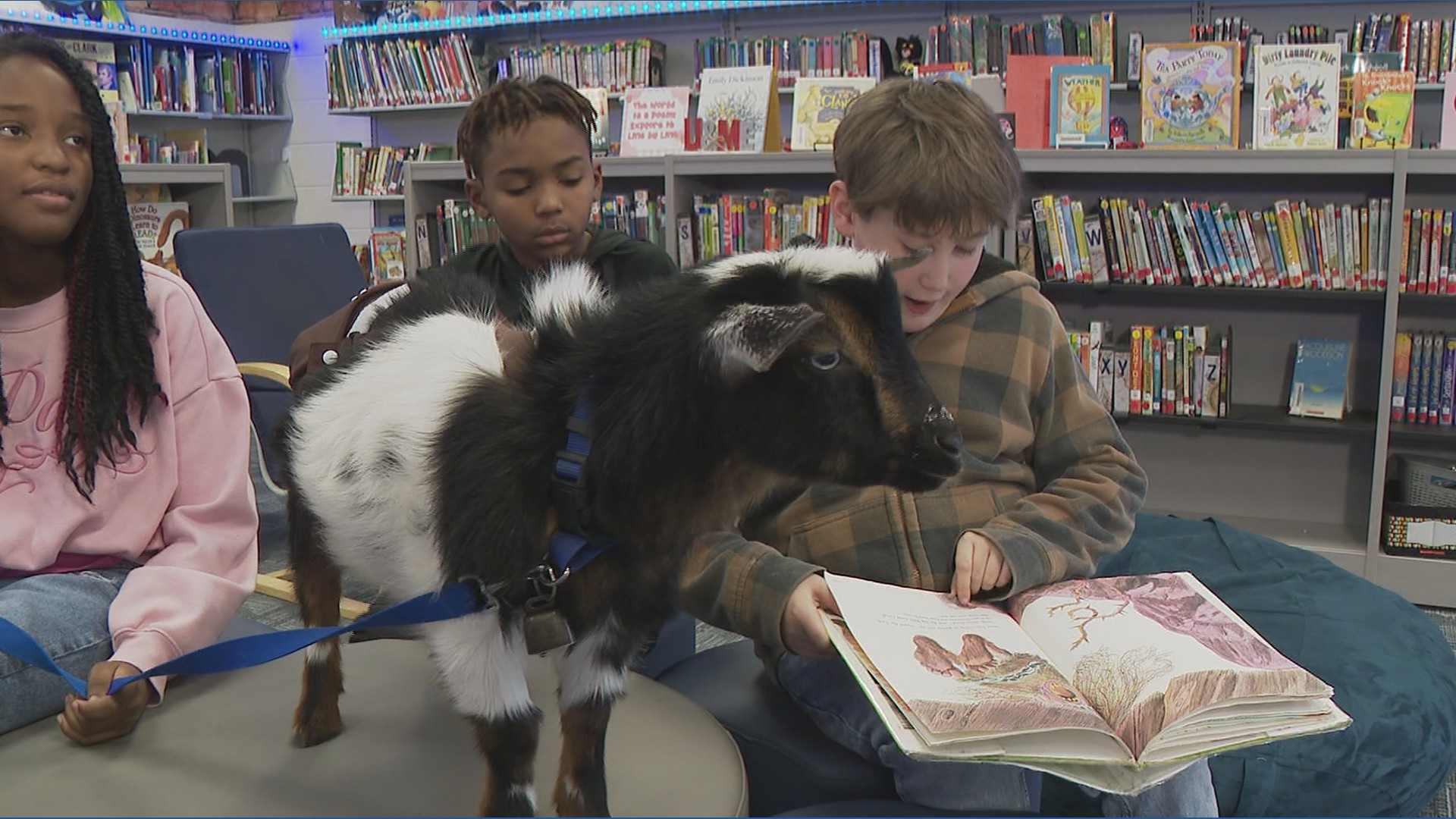 Reading goats