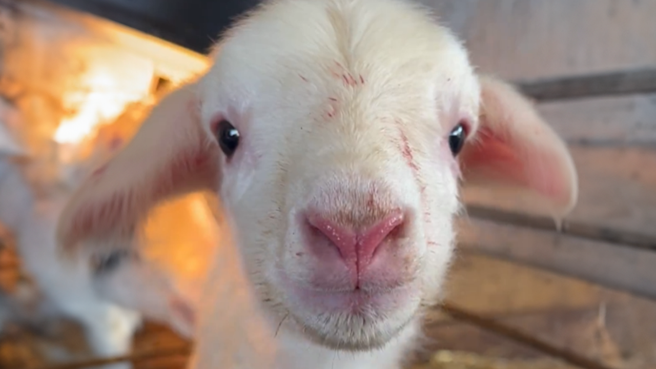 Newborn lamb enjoys playful moments