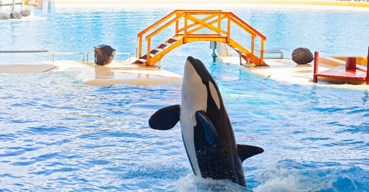 15 end-of-winter whale watching destinations that are still in season