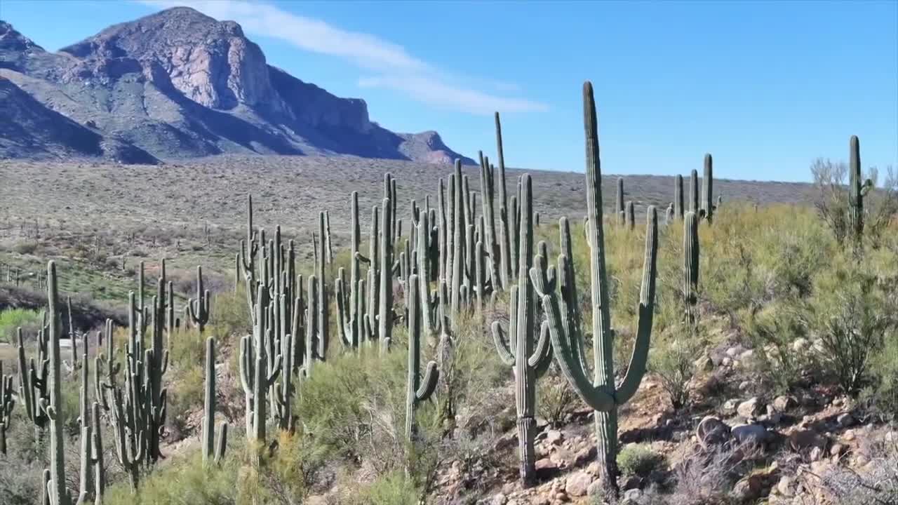 Explore desert scenery, spring wildflowers at Catalina State Park