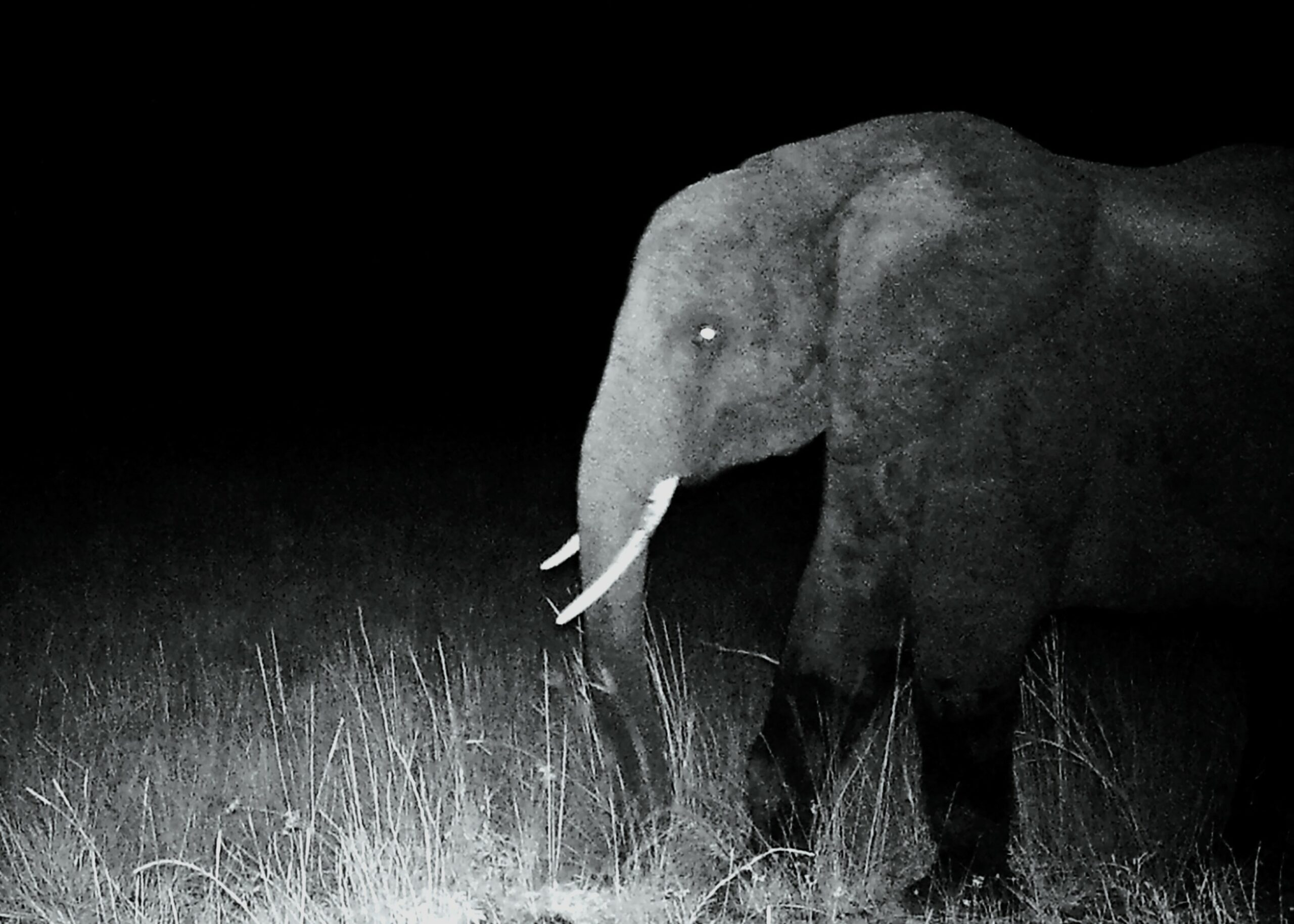 'Ghost elephants' tracks Earth's elusive giants
