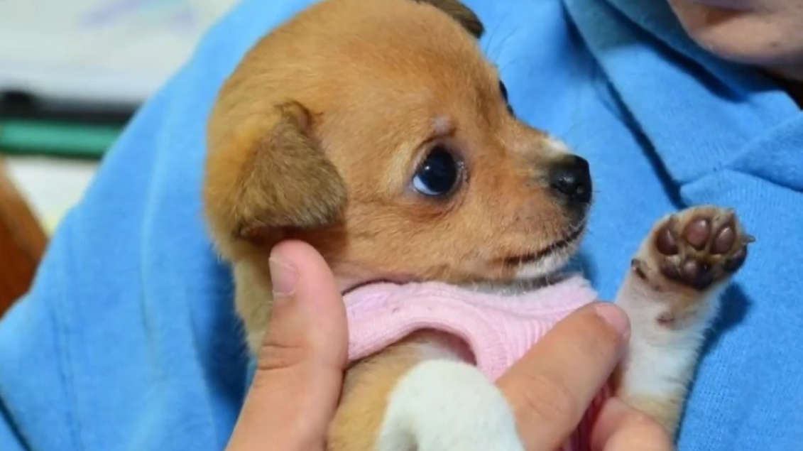 Puppy returned to shelter 11 times, staff finally discover the reason
