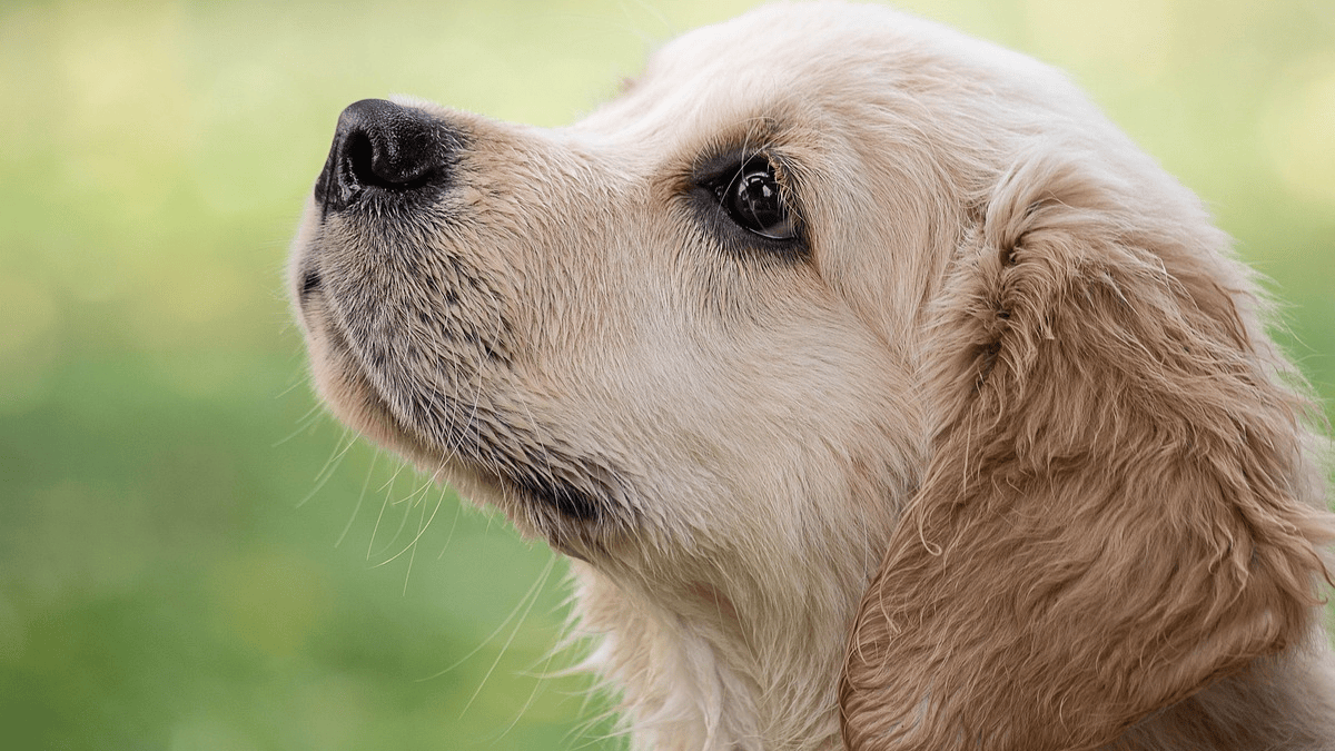 11 signs your dog loves you more than you realize, according to experts