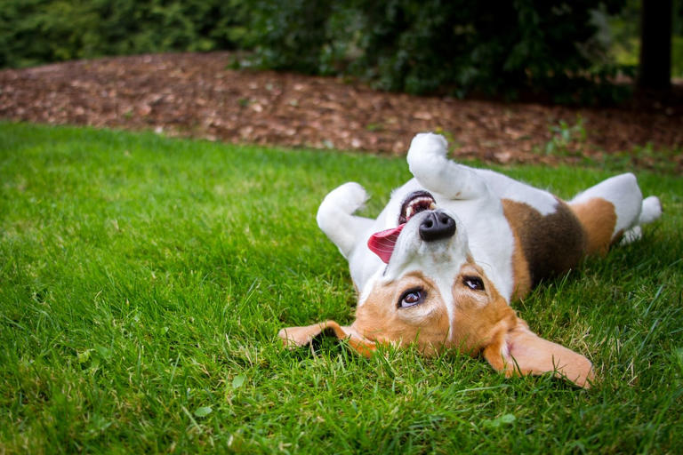 Golden retriever meets a worm for the first time and his mind is blown