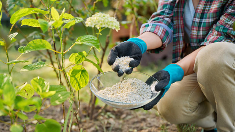 Fertilize hydrangeas in early spring the right way for bigger, vibrant ...