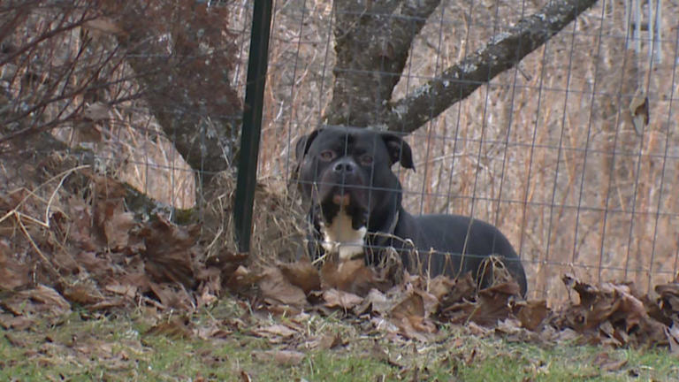 Police ID man killed by dog in Chittenden County, police say