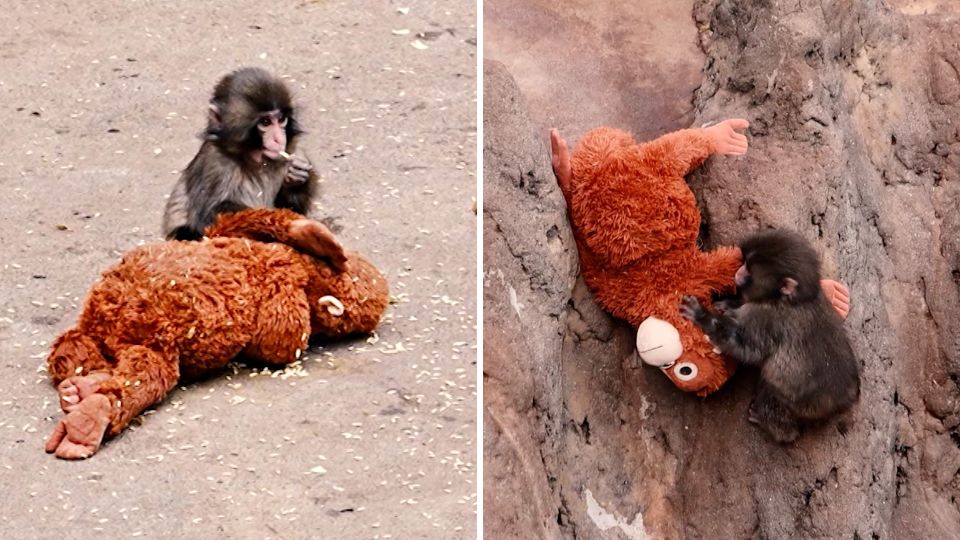 El pequeño mono que se volvió viral por su peluche: así está Punch hoy
